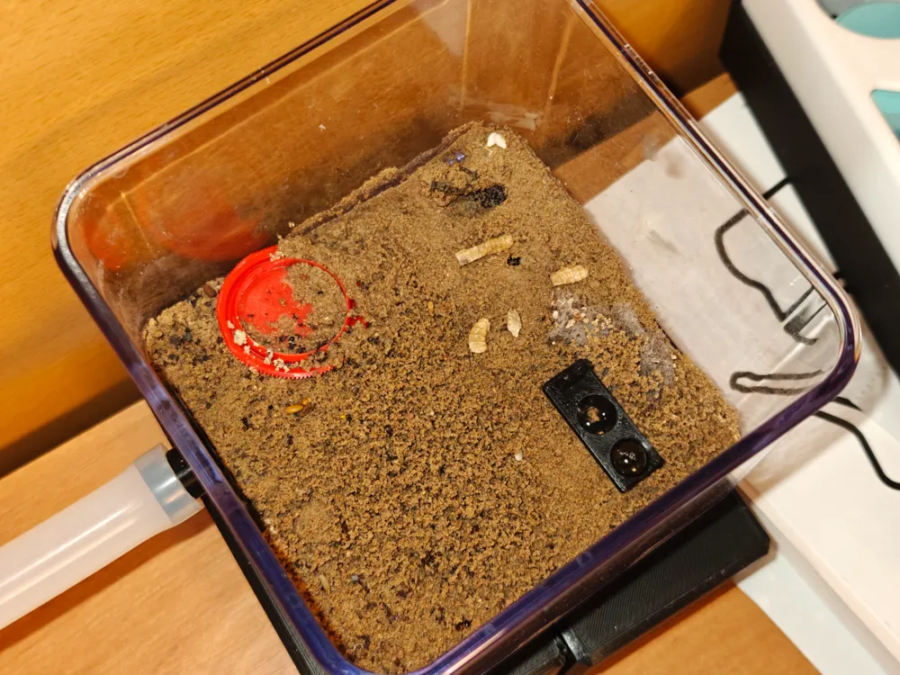 Ant Farm - Tiny food/drink tray by Hexide - MakerWorld