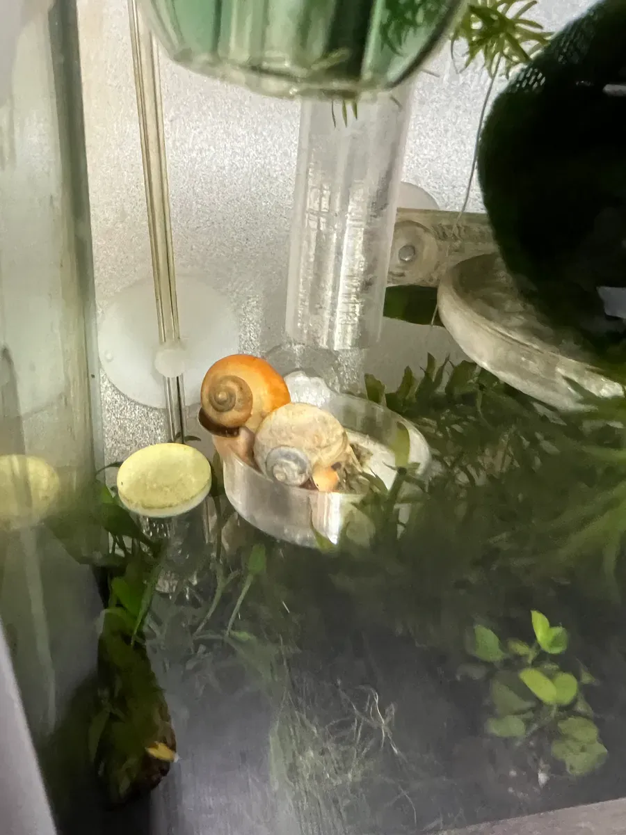 Shrimp or Snail Feeding Dish & Tubes with Suction Cups for Aquariums by ...