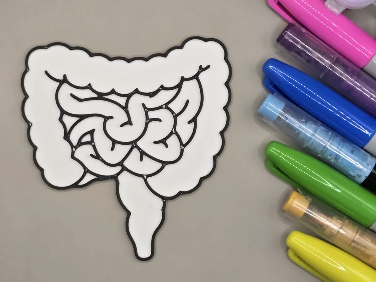 Intestines Coloring Craft Anatomy Abdominal - Free 3D Print Model ...