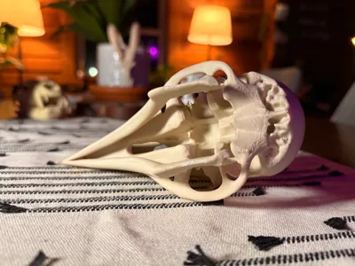 Raven Skull Fossil (Super Clean) by Boys Day Design MakerWorld ...