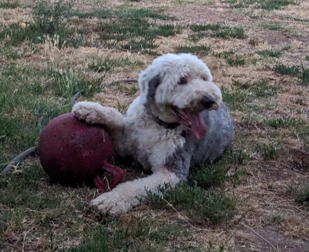 Pipe Clamp - Cam Lock, Print in Place by SqueakyRobot MakerWorld ...