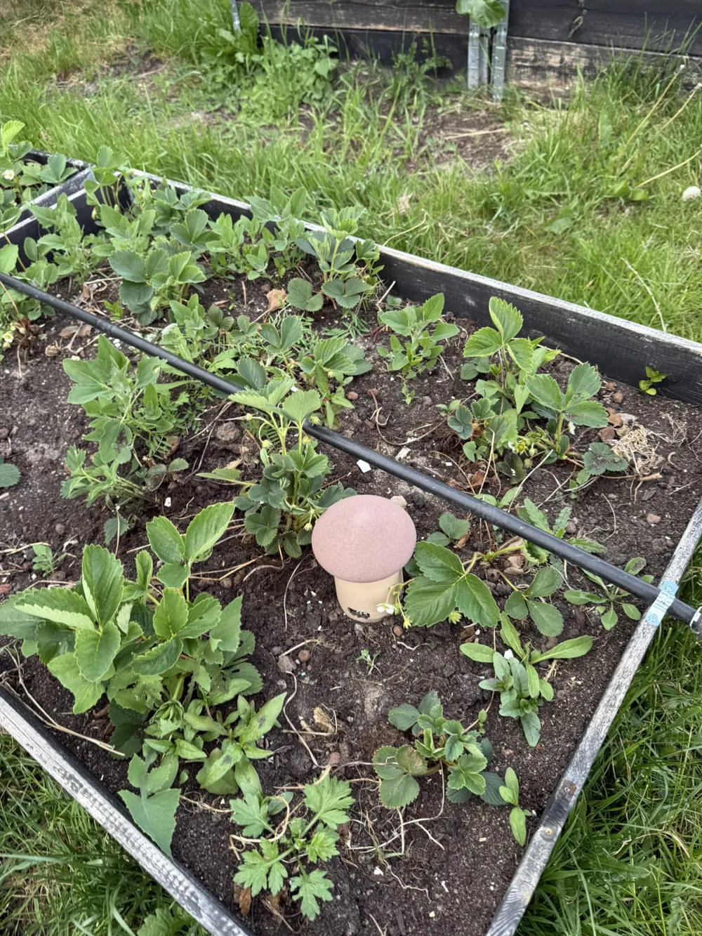 Modular Slug Trap for Invasive Slugs by SBrandsborg MakerWorld ...