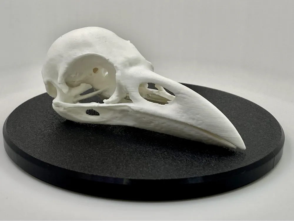 Raven Skull - v3 - CT scan - High Detail Print by Rushy_Rush MakerWorld ...