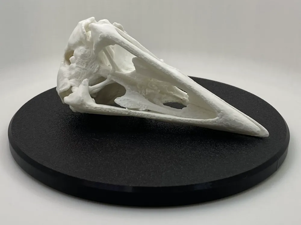 Raven Skull - v3 - CT scan - High Detail Print by Rushy_Rush MakerWorld ...