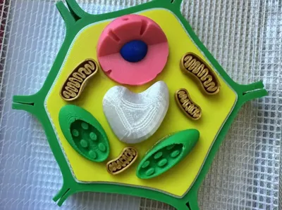 Plant Cell Model by ZacharyA1PrintingMakerWorld: Download Free 3D Models