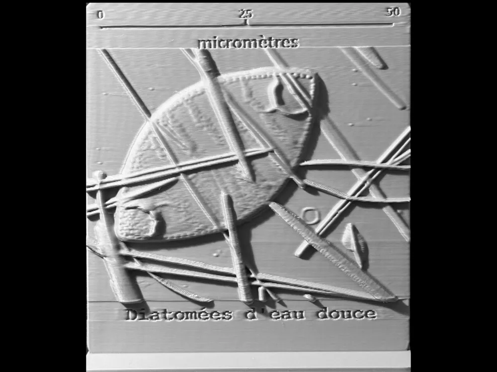 Diatom microphotography project - Free 3D Print Model - MakerWorld