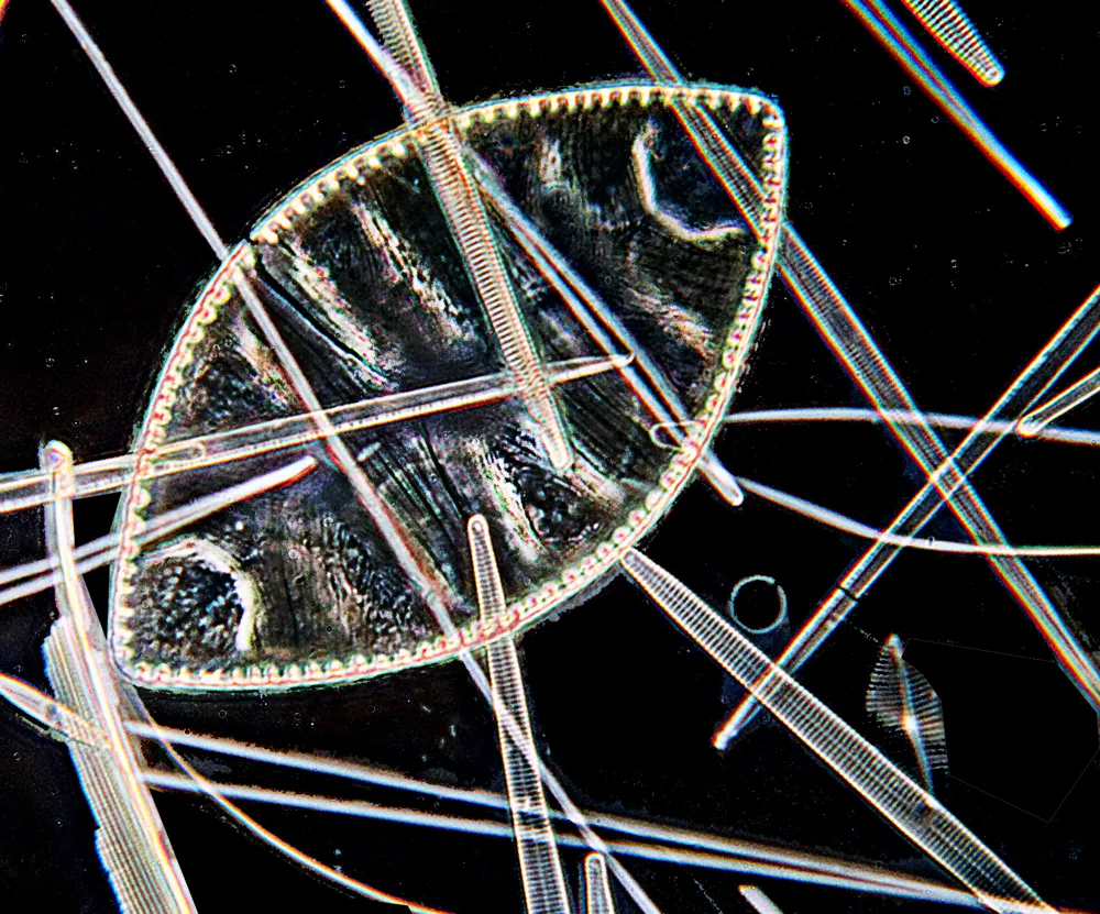 Diatom microphotography project - Free 3D Print Model - MakerWorld