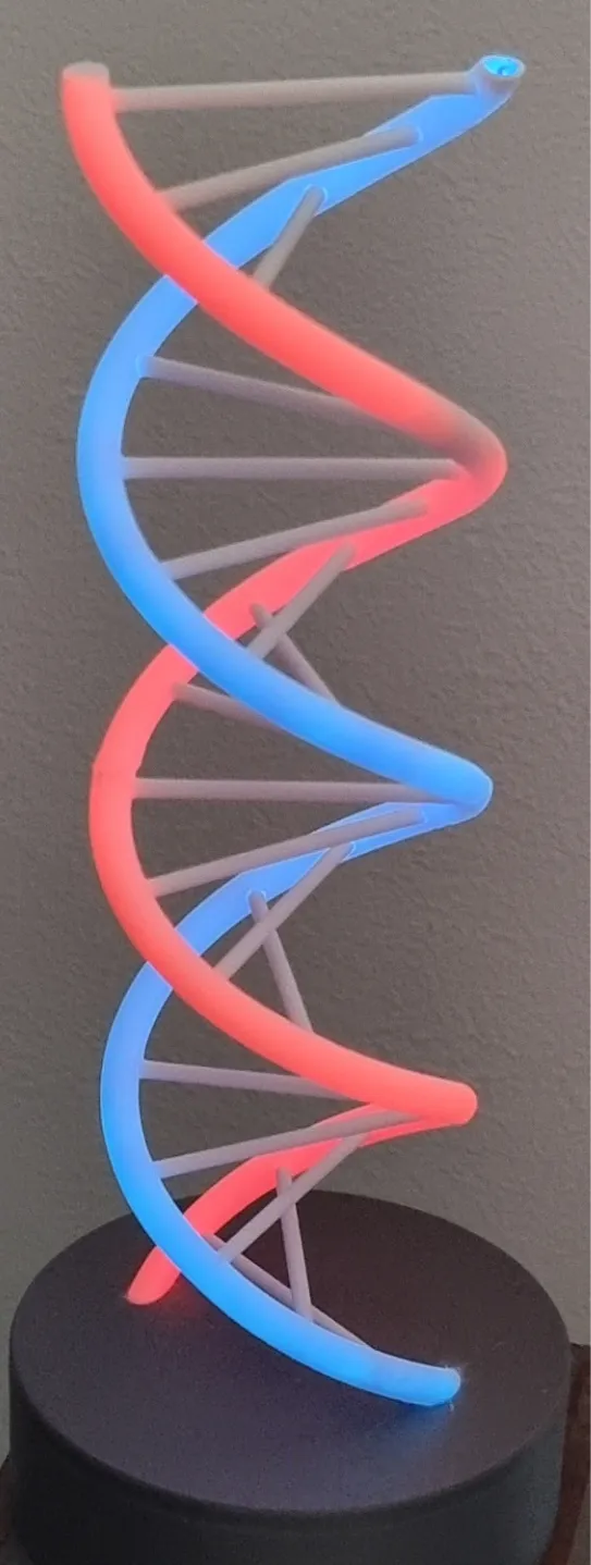 DNA model - anatomically correct and stackable by ERALabs MakerWorld ...