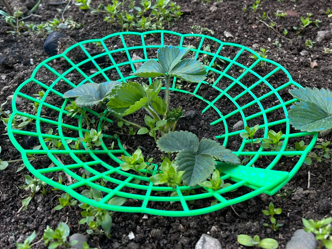 Strawberry Plant Support – Simple 3D Print - Free 3D Print Model ...