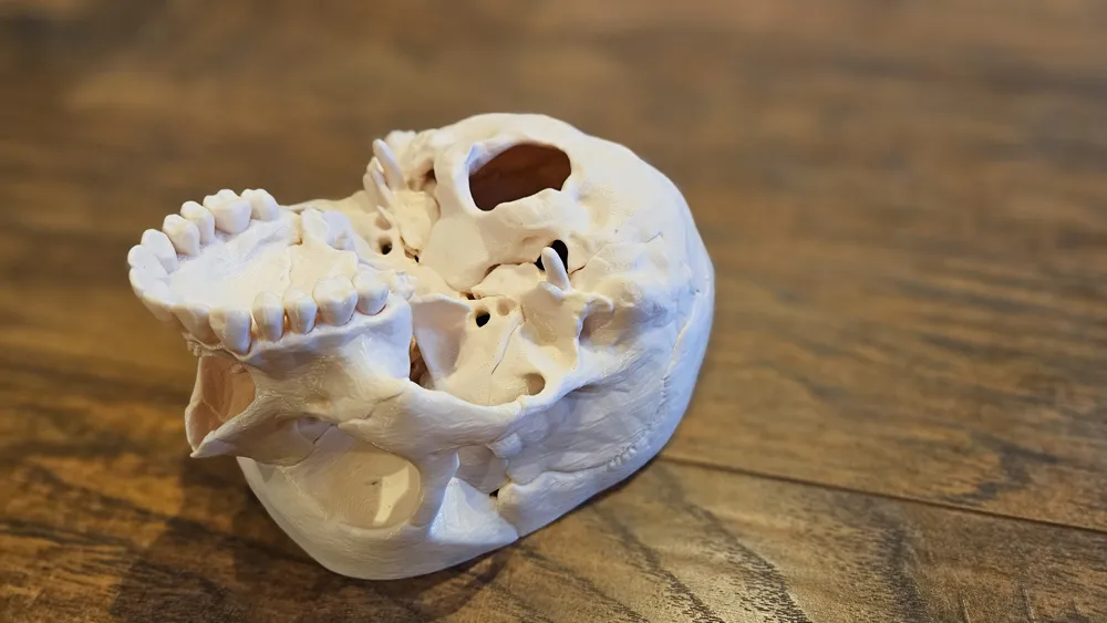 Segmented Human Skull for Anatomy Education Remixed by user_2869693636 ...