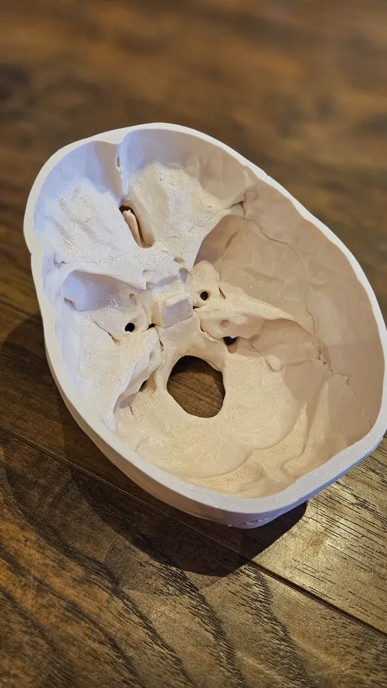 Segmented Human Skull for Anatomy Education Remixed by user_2869693636 ...