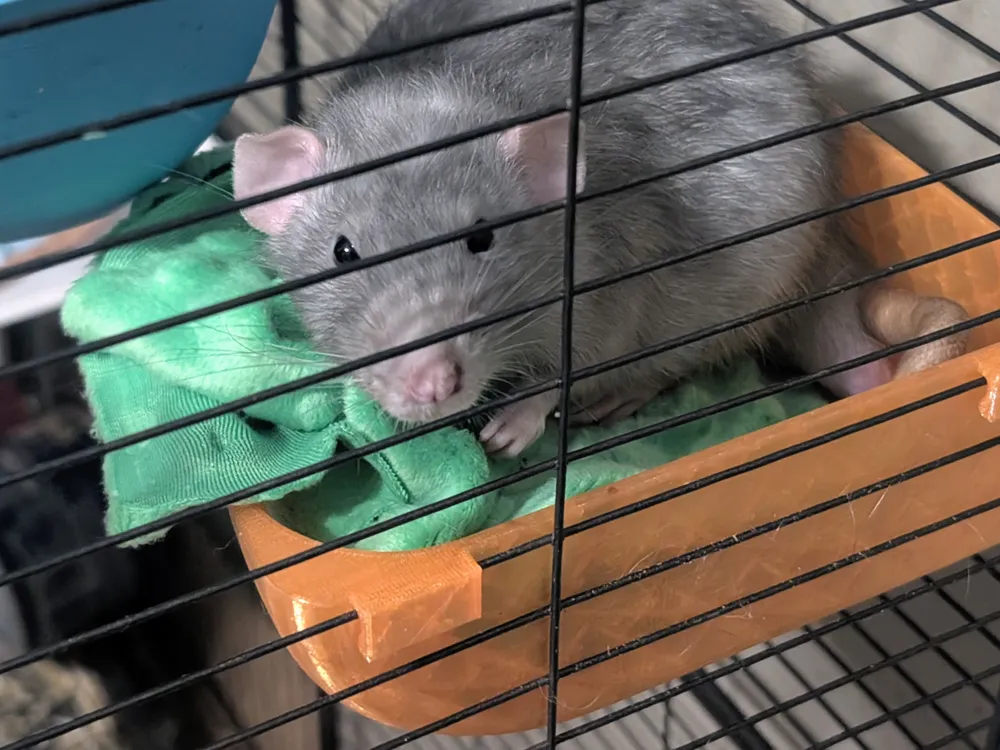 Pet Rat Cheesy Corner Cubby by SpacemanSpiff MakerWorld: Download Free ...