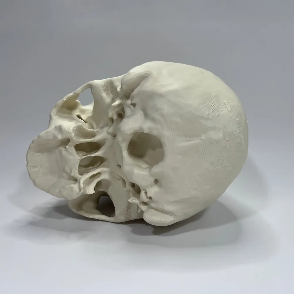 Visible Human Female Cranium and Mandible by anthroterrie MakerWorld ...