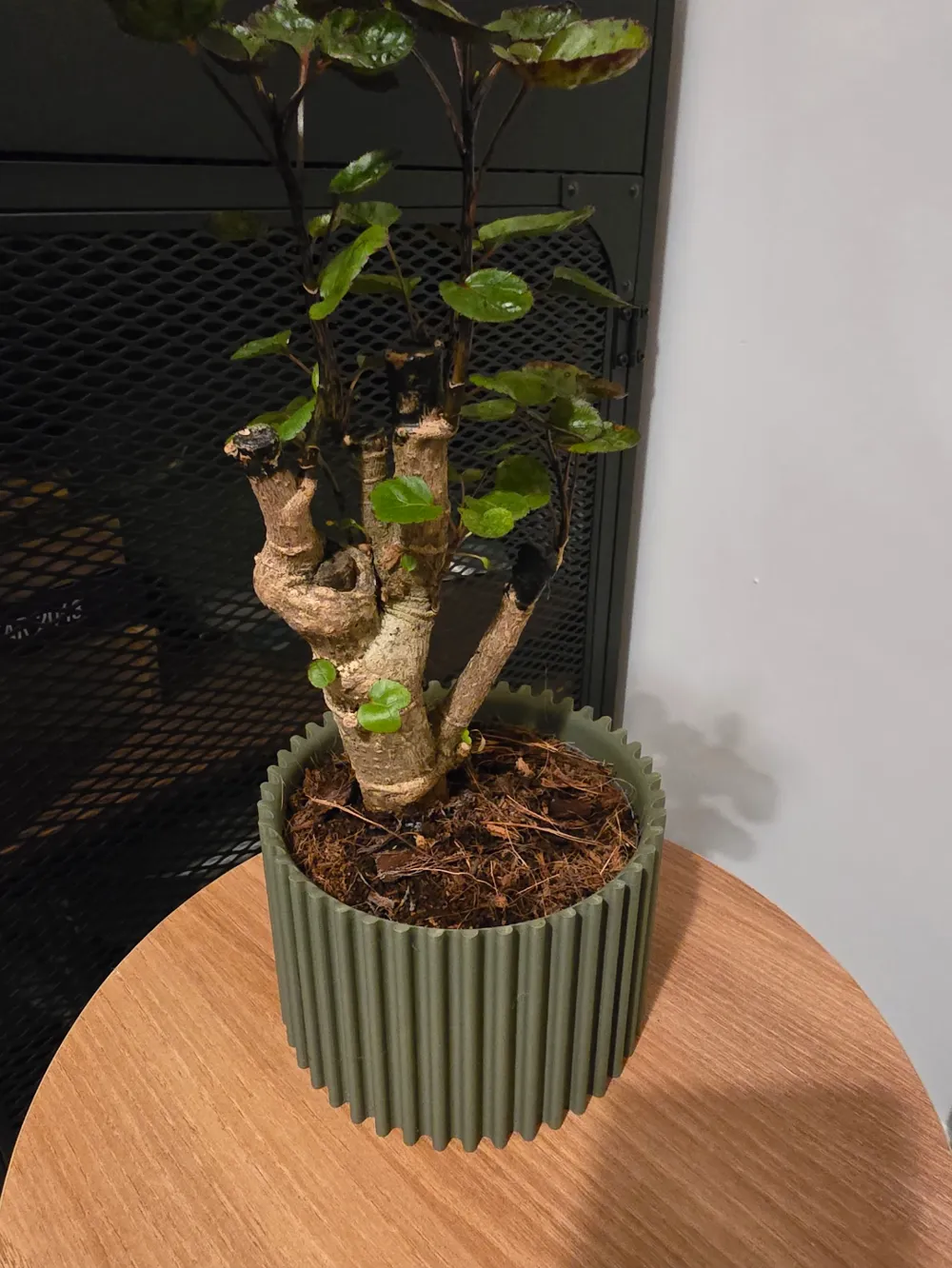 Bonsai / Plant pot by Joshua3DMakerWorld: Download Free 3D Models