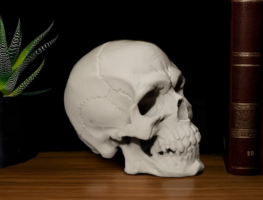 Scan of a human skull for university study - Free 3D Print Model ...