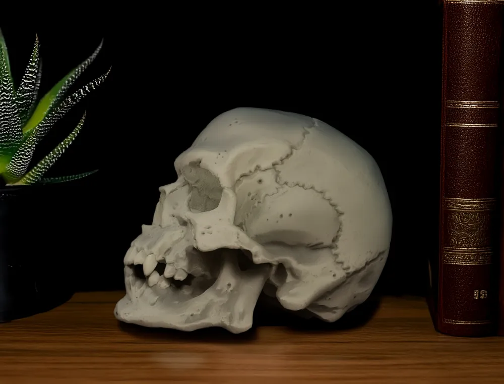 Scan of a human skull for university study - Free 3D Print Model ...