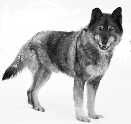 Togo and Balto Husky Dog Sled Team by Zizen914 - MakerWorld