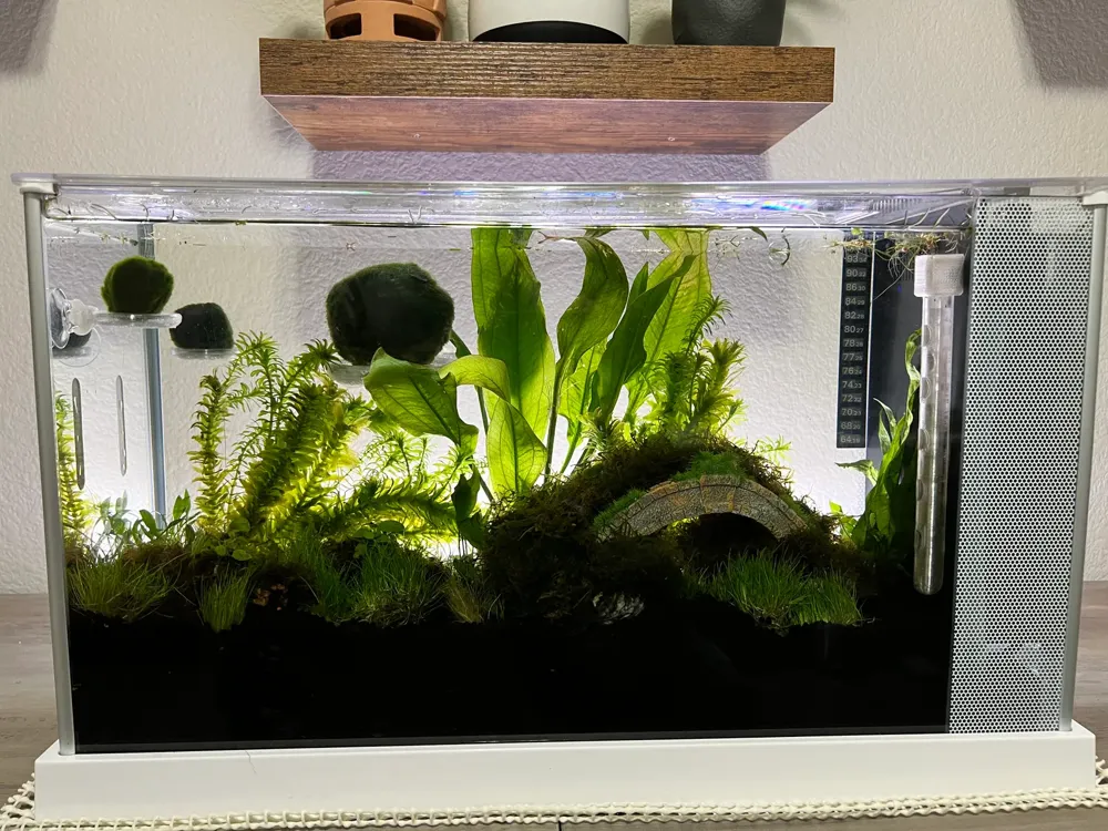 Marimo ball and Moss floating stand for Aquariums by buckler-bronze ...