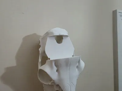 Deer Skull - Skull Cap Mount - Free 3D Print Model - MakerWorld