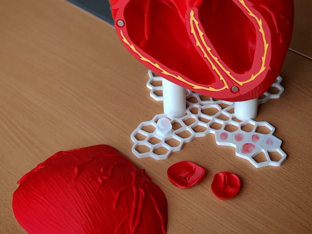 Customizable base for human heart 250% - Free 3D Print Model - MakerWorld