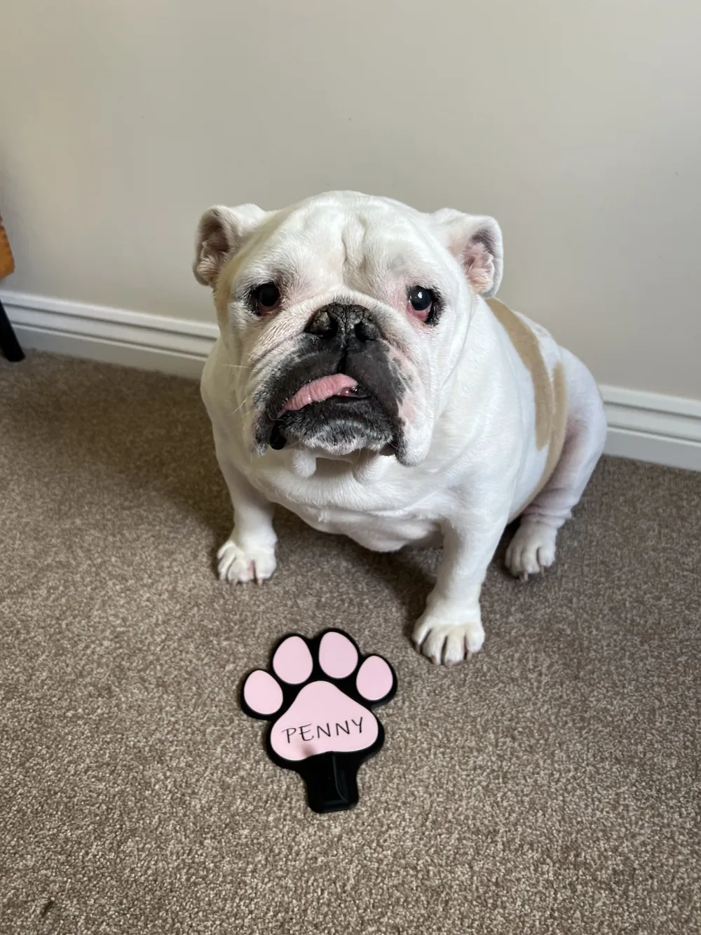 Paw Print Lead & Collar Holder by Sully MakerWorld: Download Free 3D Models