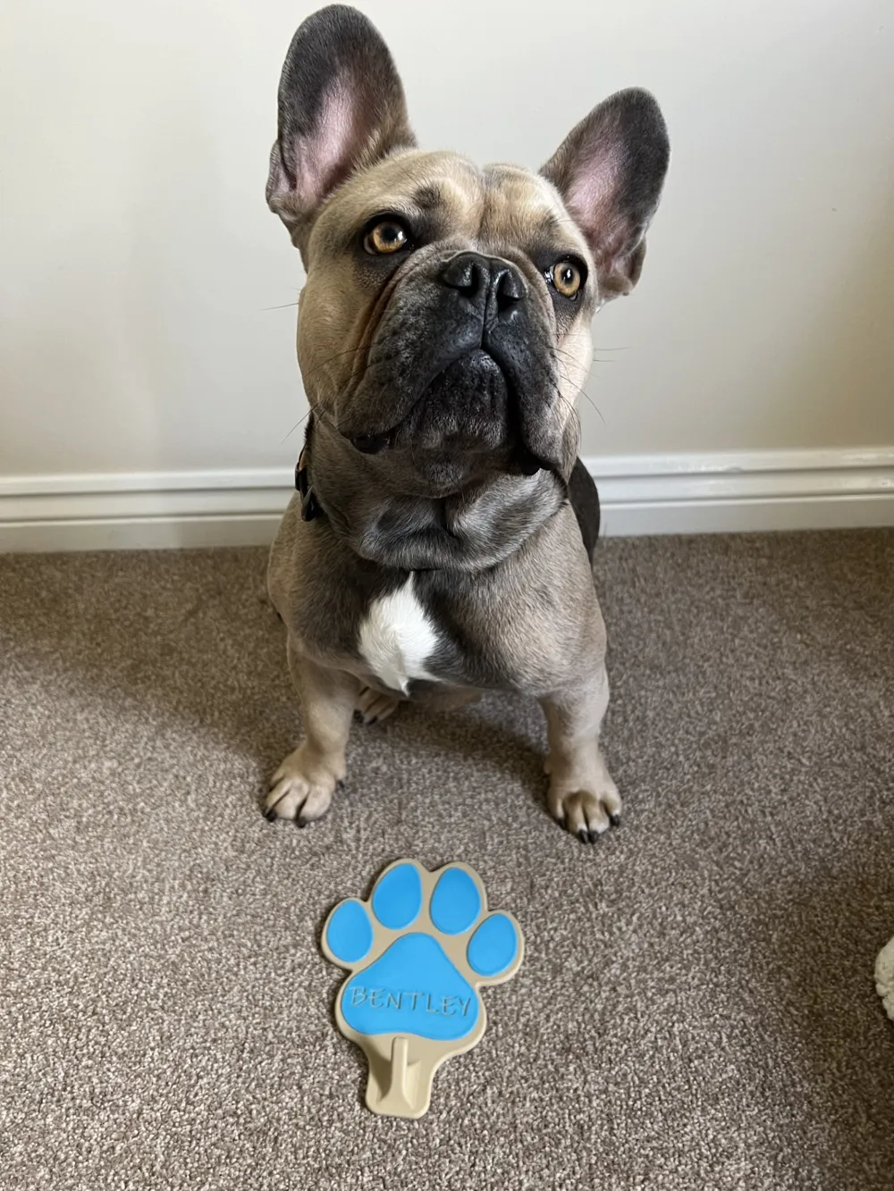 Paw Print Lead & Collar Holder by Sully MakerWorld: Download Free 3D Models