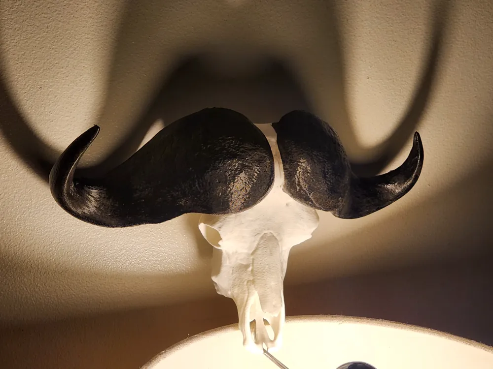 "Cape Buffalo" Skull - Free 3D Print Model - MakerWorld