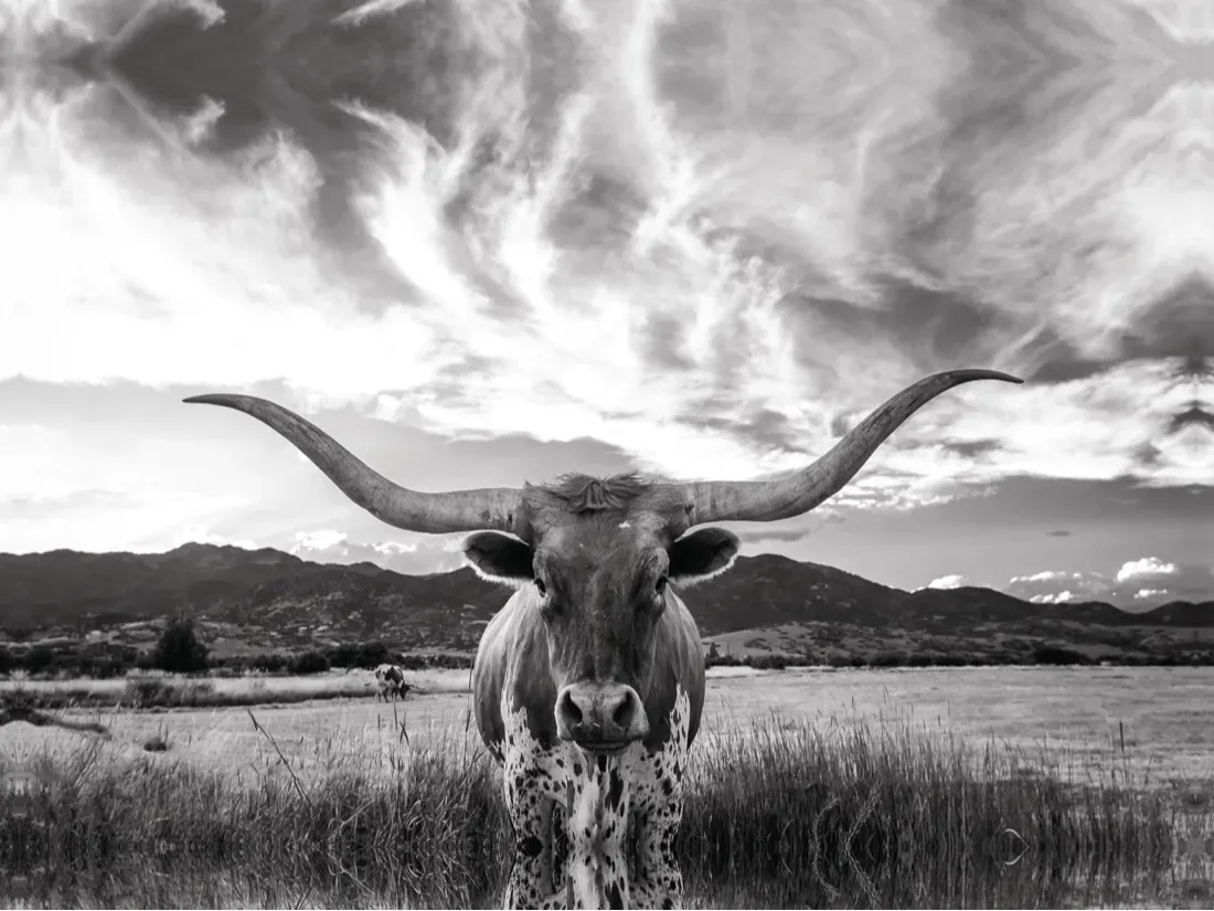 Long Horn Lithophane - Free 3D Print Model - MakerWorld