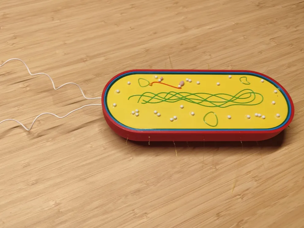 Bacteria model by perseids MakerWorld: Download Free 3D Models