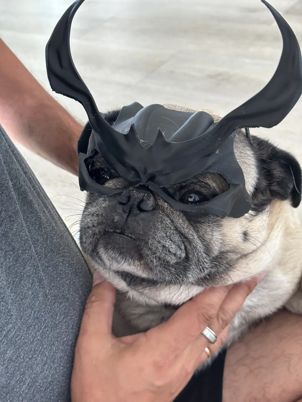 Shao Pug - mask for short-nosed dogs by ShQ@r.Ok MakerWorld: Download ...