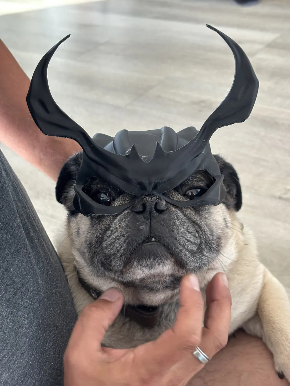 Shao Pug - mask for short-nosed dogs by ShQ@r.Ok MakerWorld: Download ...