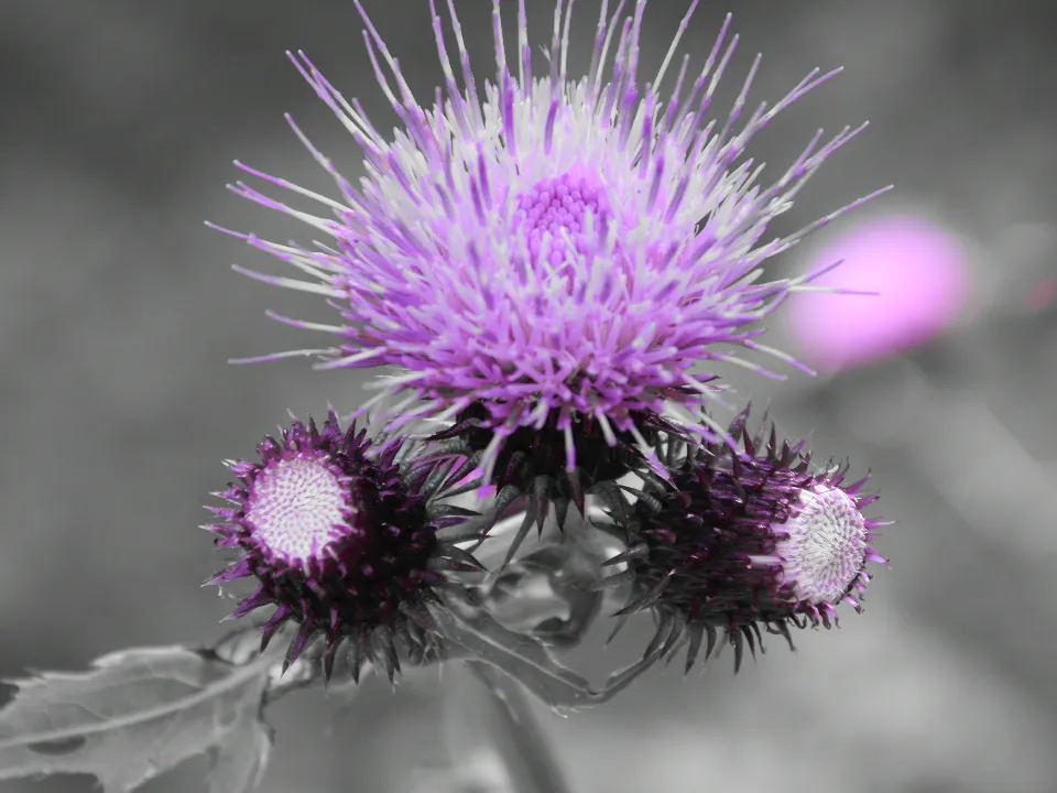 Litography by StreetNature MakerWorld: Download Free 3D Models