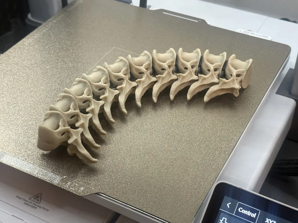 Dinosaur Spine Flexi Stim Fidget (Dragon Style) - Free 3D Print Model ...