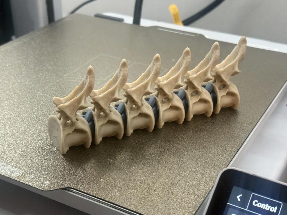 Dinosaur Spine Flexi Stim Fidget (Dragon Style) - Free 3D Print Model ...