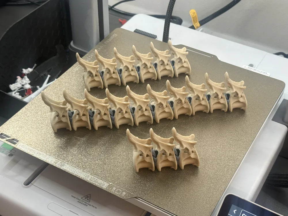 Dinosaur Spine Flexi Stim Fidget (Dragon Style) - Free 3D Print Model ...