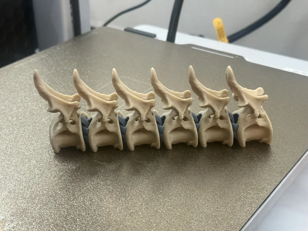 Dinosaur Spine Flexi Stim Fidget (Dragon Style) - Free 3D Print Model ...