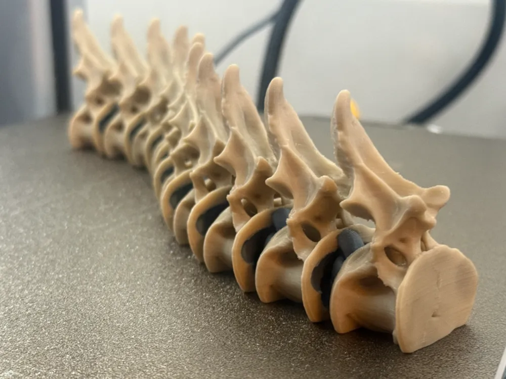 Dinosaur Spine Flexi Stim Fidget (Dragon Style) - Free 3D Print Model ...