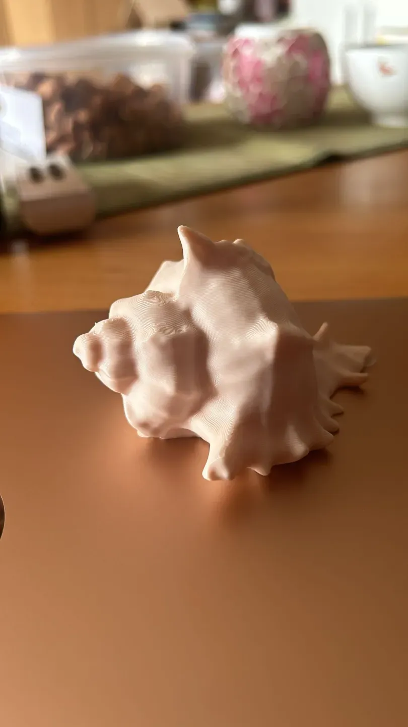 Small Shell 2 Shell Aquarium Terrarium by Talvor - MakerWorld