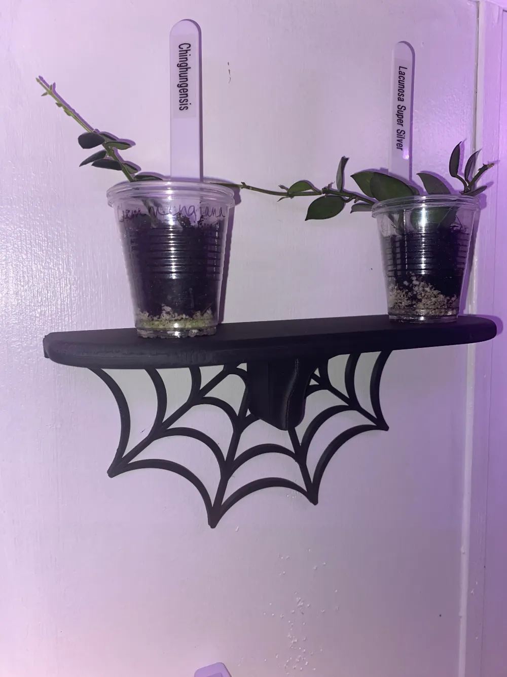 Spider Web Wall Shelf by The Little Yellow Shed - MakerWorld