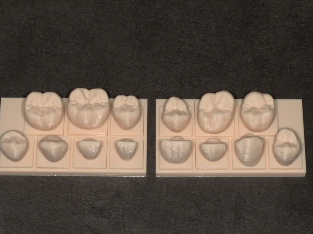 Mandibular Teeth (Display Model, Practice Model) - Free 3D Print Model ...