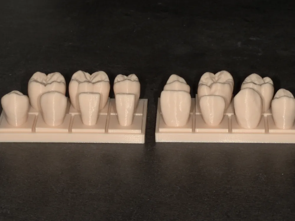 Mandibular Teeth (Display Model, Practice Model) - Free 3D Print Model ...
