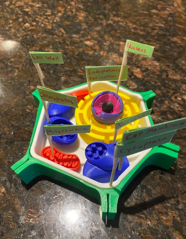 Plant Cell Model by ZacharyA1M MakerWorld: Download Free 3D Models