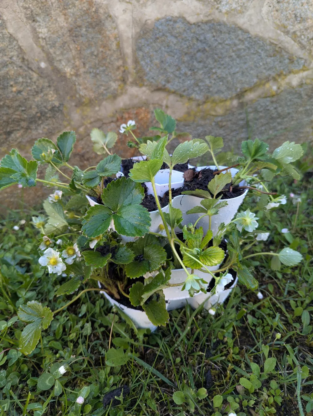 Modular pot for strawberries and flowers by Bagghet MakerWorld: Download Free 3D Models