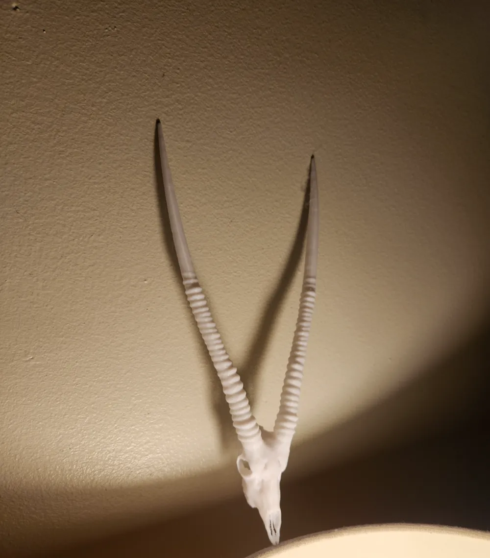 "Gemsbok" Antelope Skull by dtm247 - MakerWorld