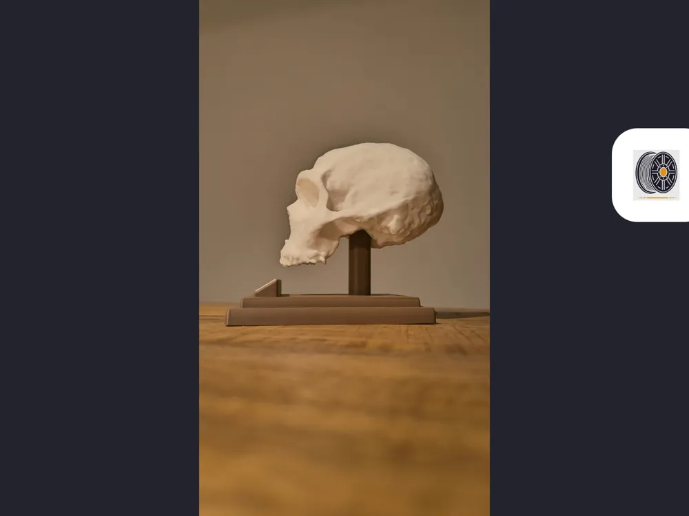 Skull_01 | Educational Neanderthal Skull Model by Mike.stl MakerWorld ...