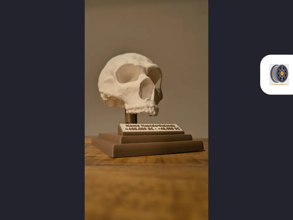 Skull_01 | Educational Neanderthal Skull Model by Mike.stl MakerWorld ...