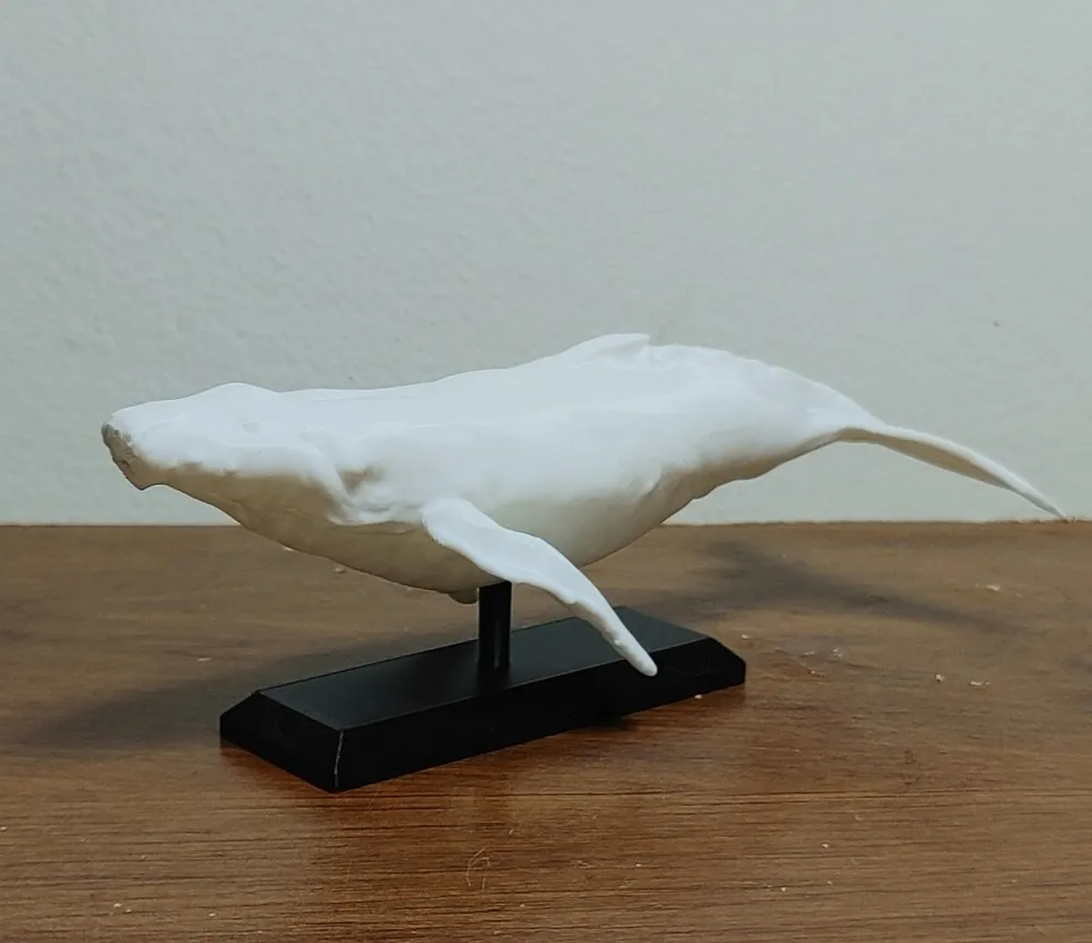 Humpback Whale Mount by Fish Prints MakerWorld: Download Free 3D Models