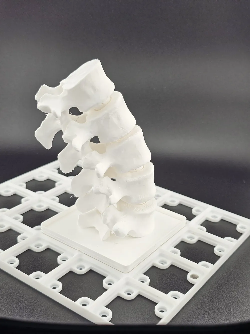 Gridfinity Anatomy: Articulating Lumbar Spine - Free 3D Print Model ...
