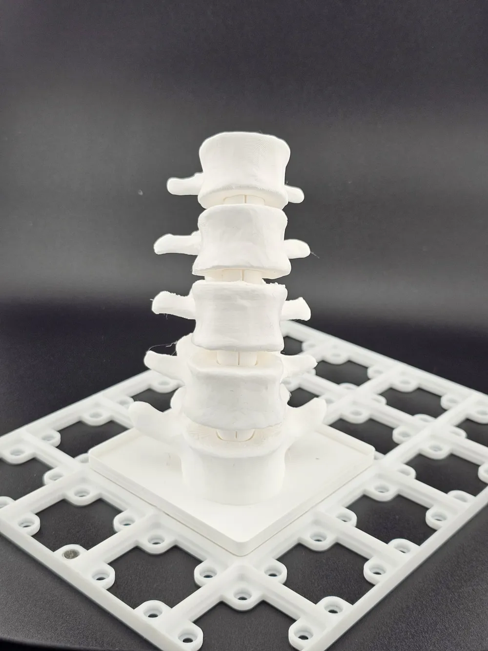 Gridfinity Anatomy: Articulating Lumbar Spine - Free 3D Print Model ...