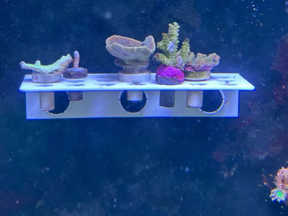 Frag Rack for Reefaquarium by Reinhard - MakerWorld